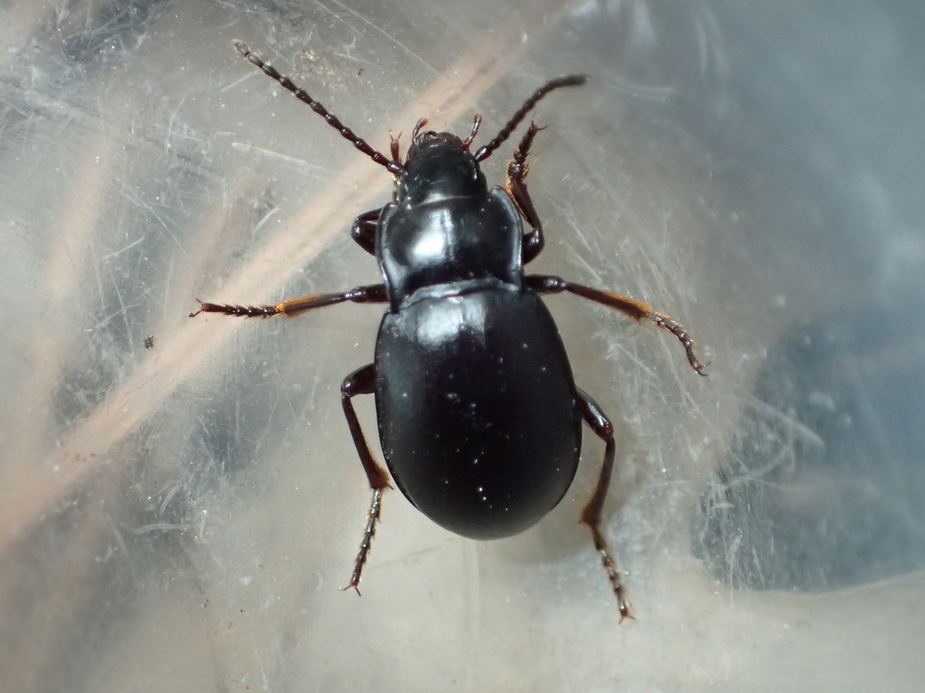 Metrius contractus sericeus in July 2019 by Cedric Lee · iNaturalist