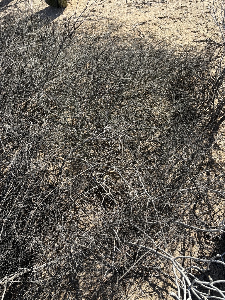 White Rhatany from Tiburon Island, Hermosillo, Son., MX on October 30 ...