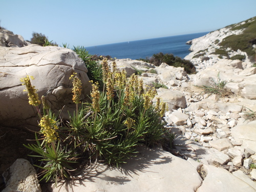 Subspecies Plantago subulata subulata · iNaturalist United Kingdom
