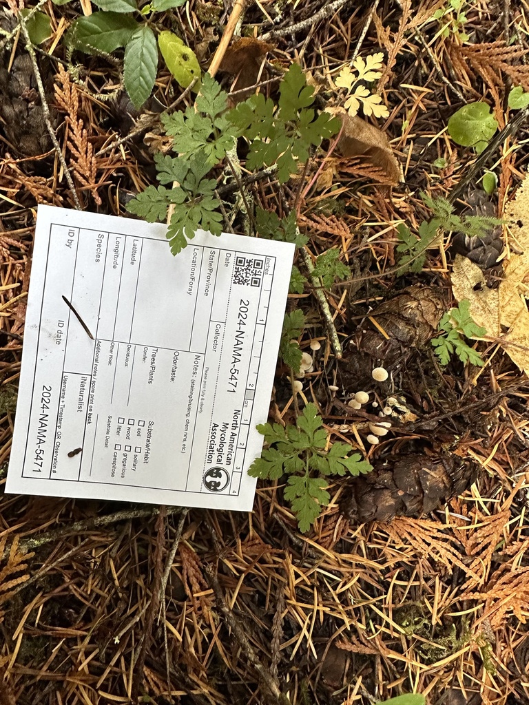 Conifercone Cap from Lewis County, US-WA, US on October 31, 2024 at 03: ...