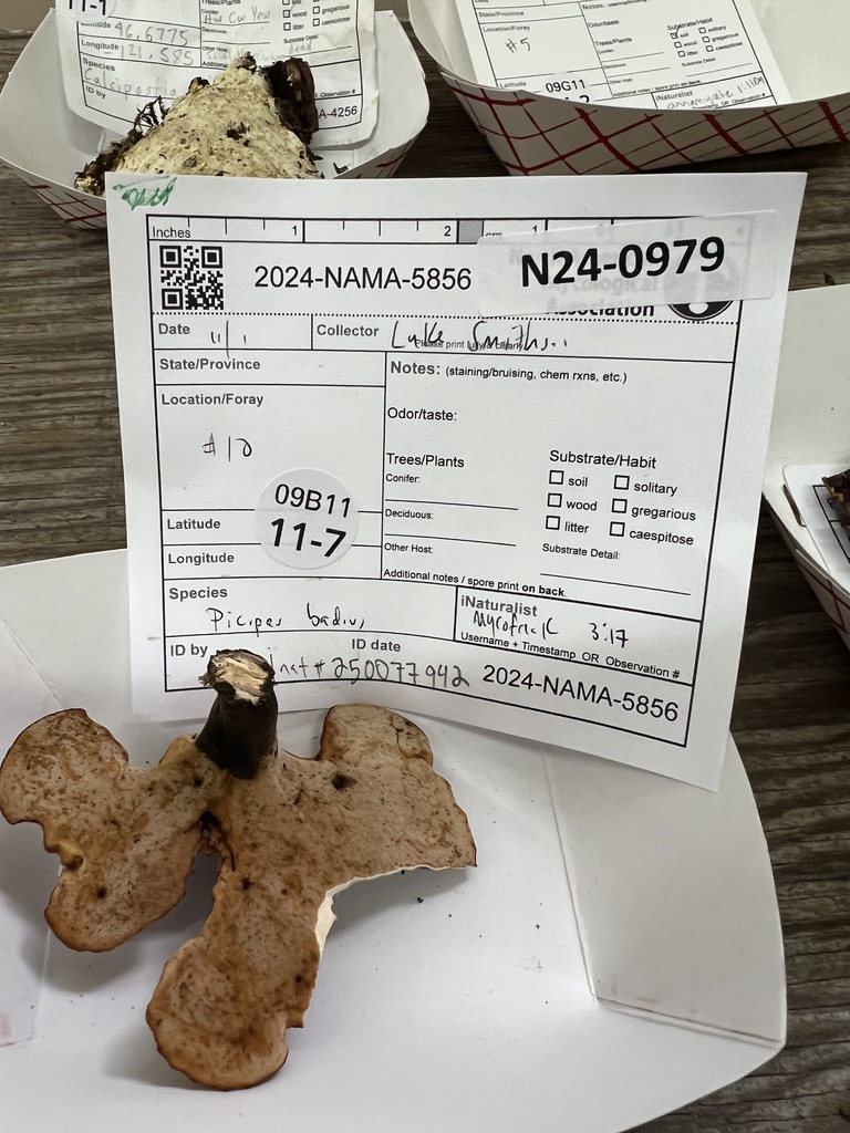 Bay Polypore from Cispus Job Corps Consrv Center, Randle, WA, US on ...