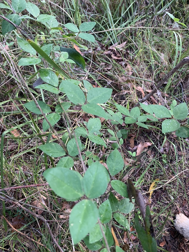 Phaseoleae from Mount Coot-Tha QLD 4066, Australia on November 3, 2024 ...