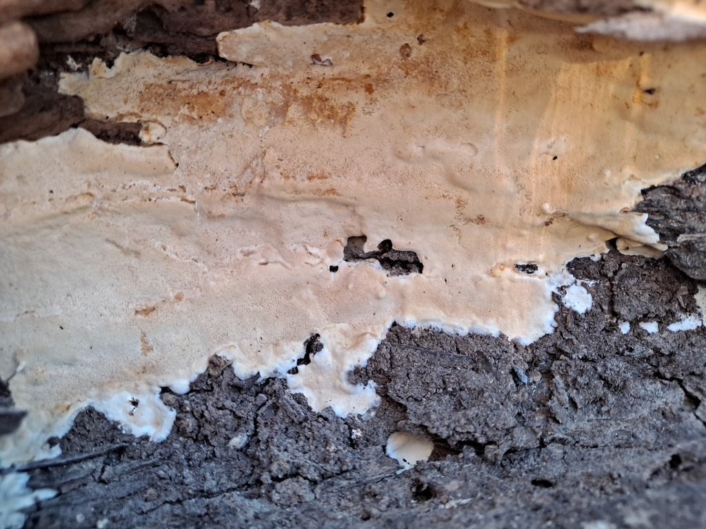 Poriella subacida from Sunset Hills, MO, USA on November 2, 2024 at 02: ...
