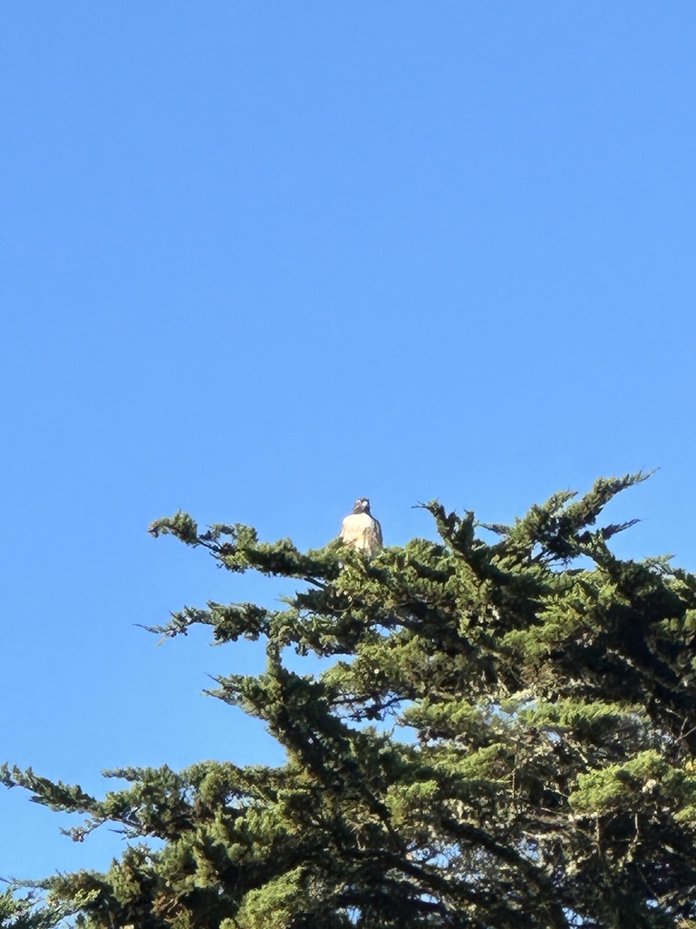 Red-tailed Hawk from Point Reyes National Seashore, Inverness, CA, US ...