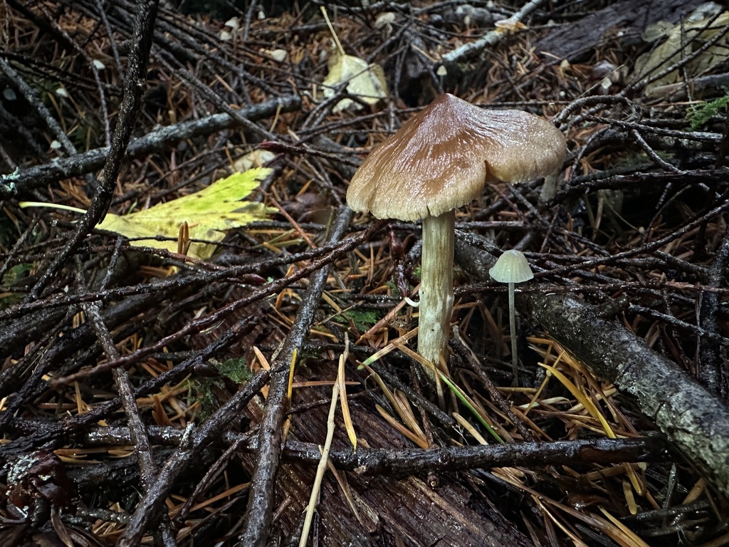 Cortinarius comptulus from Carson, WA, US on November 2, 2024 at 11:00 ...