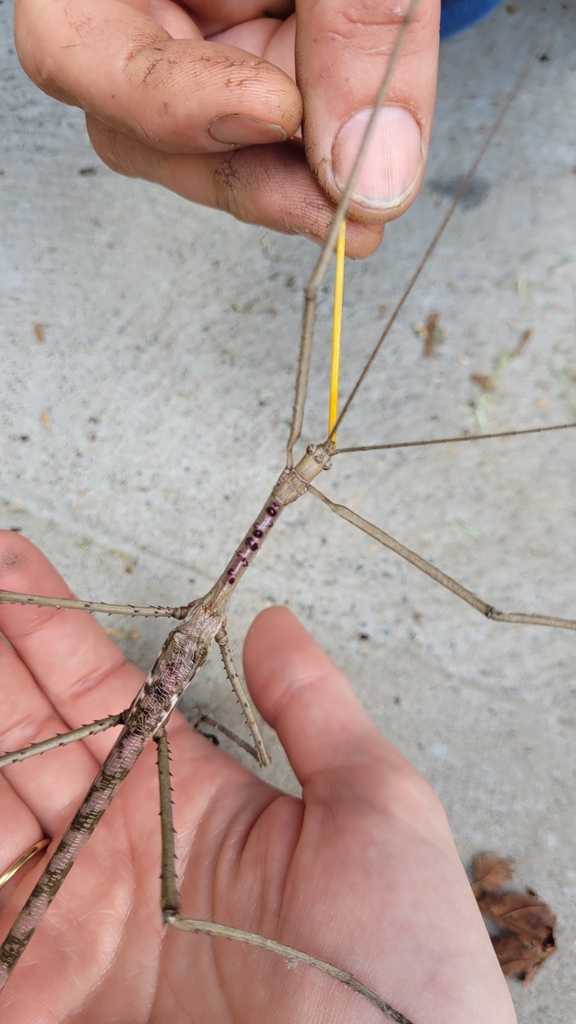 Titan Stick Insect from New England Hwy opp Ferraby Dr, Ashtonfield NSW ...