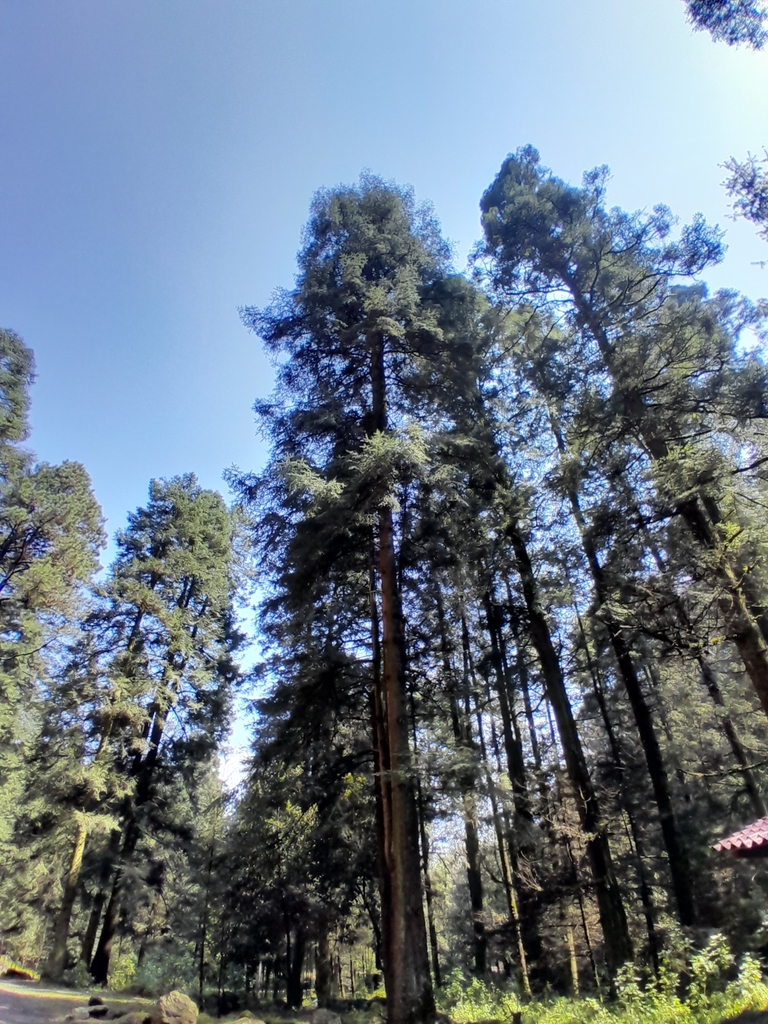 sacred fir from Distrito Federal, MX on November 2, 2024 at 12:29 PM by ...