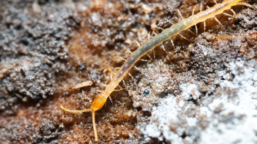 Common Cryptops from 403 Ave Royale, Saint-Joachim, QC G0A 3X0, Canada ...