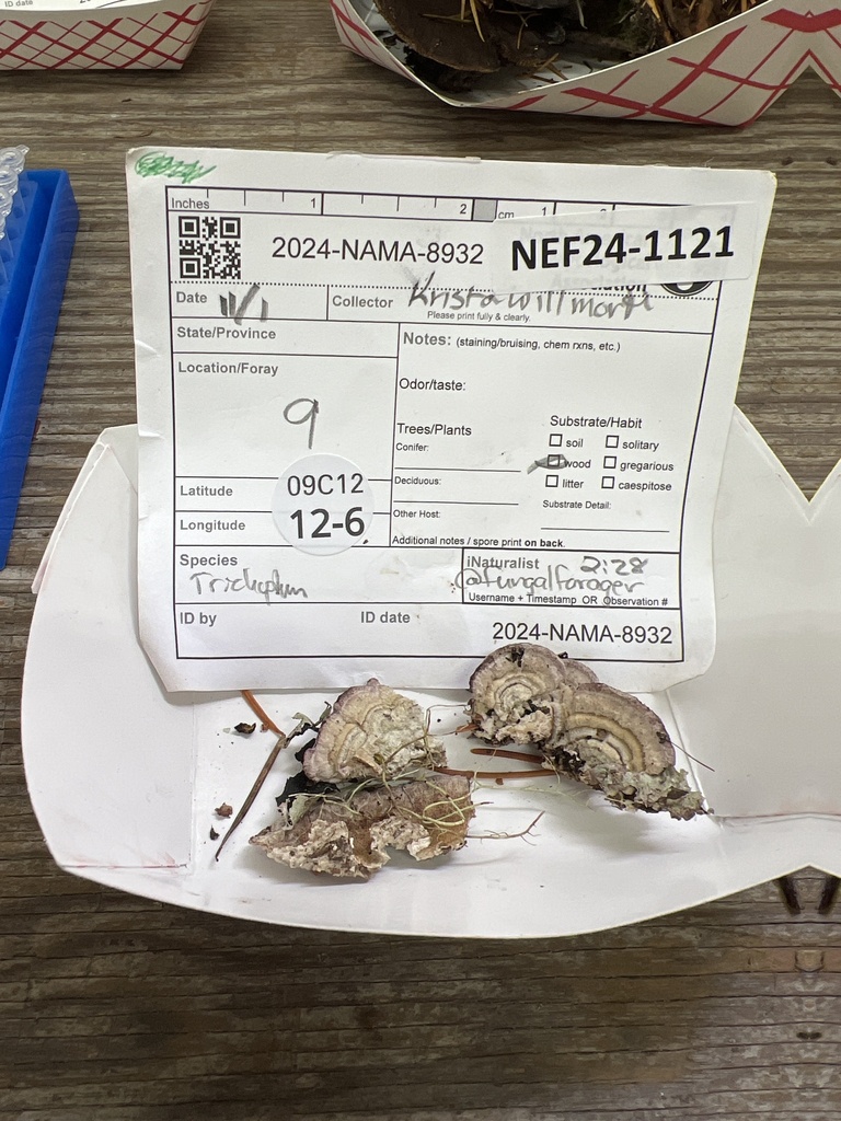 Trichaptum from Cispus Job Corps Consrv Center, Randle, WA, US on ...