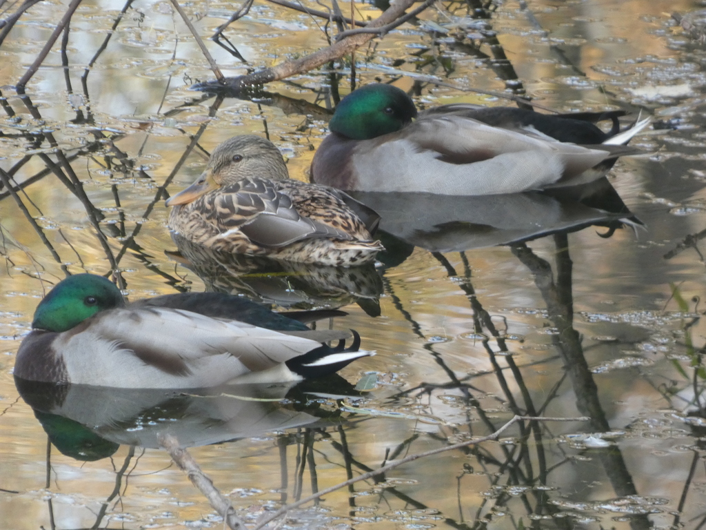 Mallard from Baltimore County, MD, USA on October 30, 2024 at 03:01 PM ...