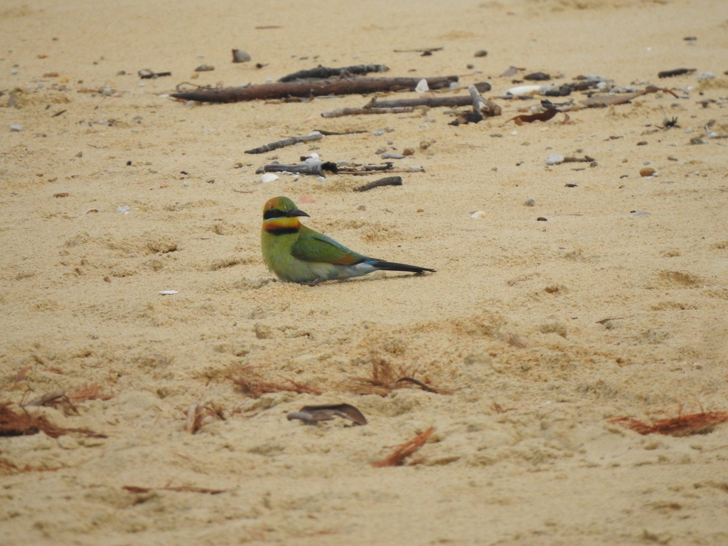 Rainbow Bee-eater from Wongaling Beach QLD, Australia on October 12 ...