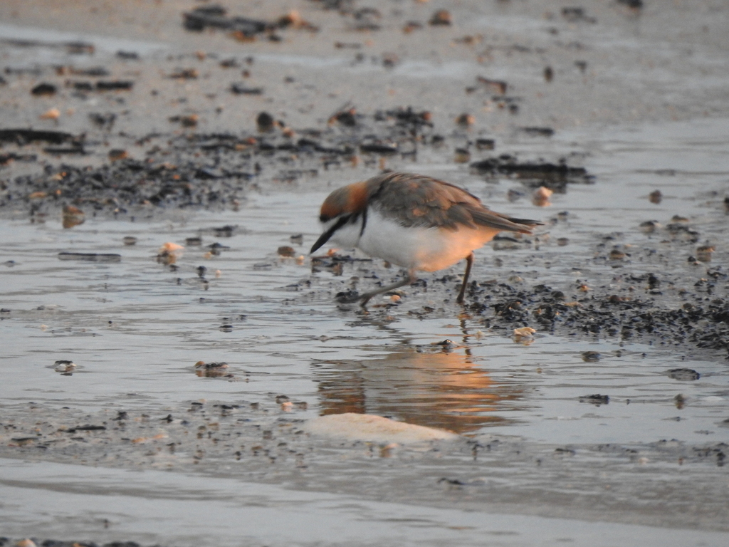 Red-capped Plover from Wongaling Beach QLD, Australia on October 21 ...