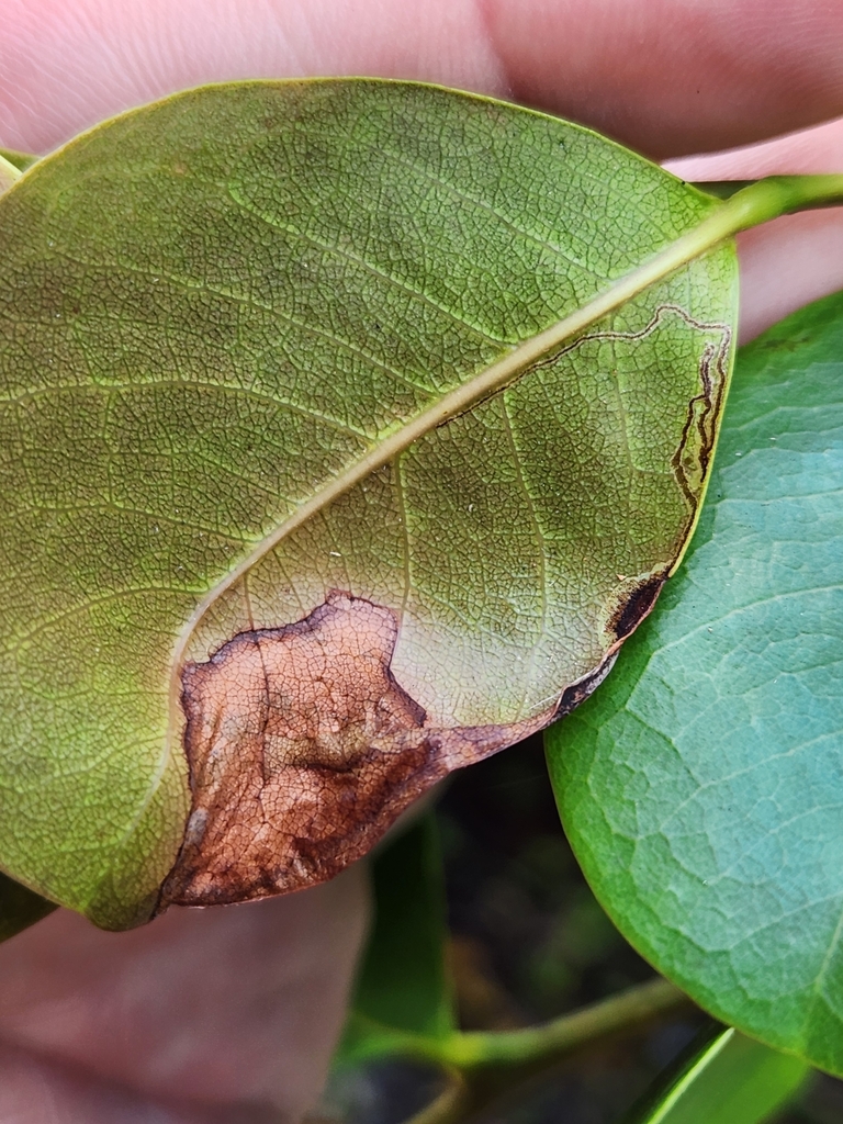 Leaf Blotch Miner Moths from Miami-Dade County, FL, USA on October 31 ...