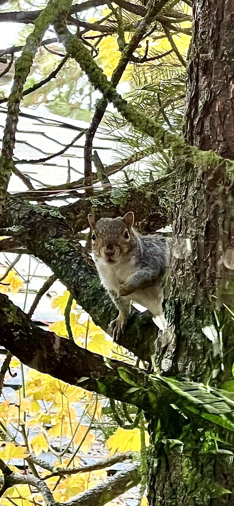 Eastern Gray Squirrel from S High Dr, Spokane, WA, US on November 2 ...