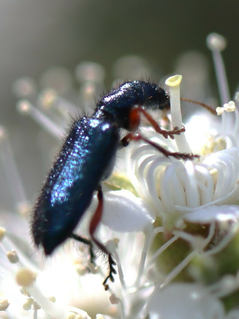 Checkered Beetles from Sydney NSW, Australia on October 29, 2024 at 03: ...