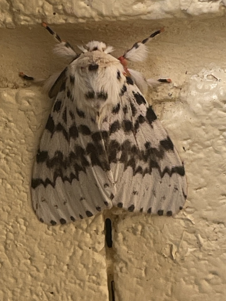 Lymantria antennata from Brisbane Valley Highway, Harlin, QLD, AU on ...