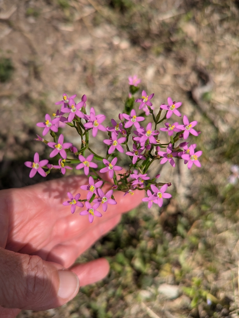 Spike Centaury from Esk QLD 4312, Australia on November 3, 2024 at 09: ...