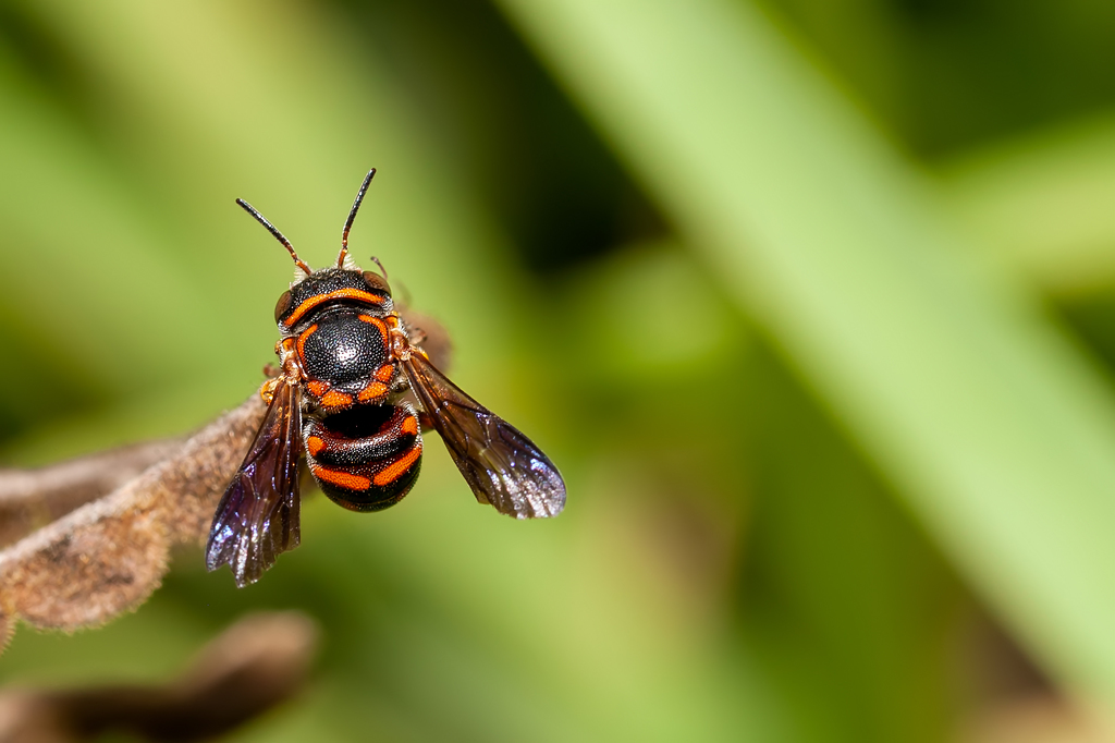 Perplexing Rotund-Resin bee from Wedgefield, FL 32833, USA on July 12 ...