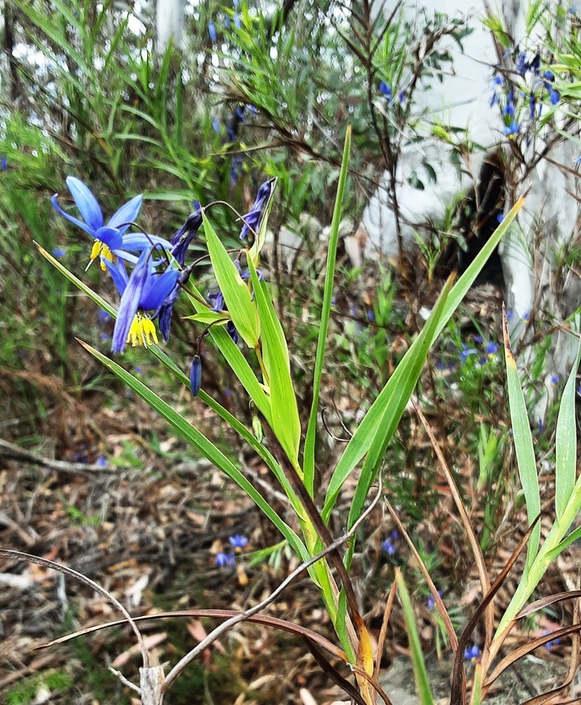 nodding blue lily from Gardens of Stone SCA, Wallerawang NSW 2845 ...