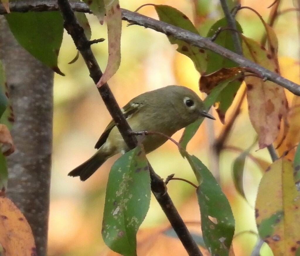 Ruby-crowned Kinglet from Co. Rd. 275, Lauderdale County, AL, USA on ...