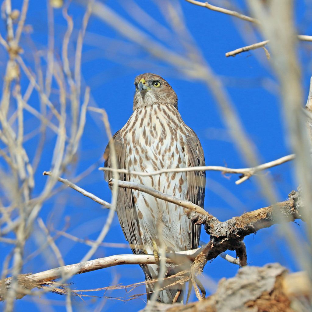 Cooper's Hawk from Flowing Wells, Tucson, AZ, USA on November 2, 2024 ...