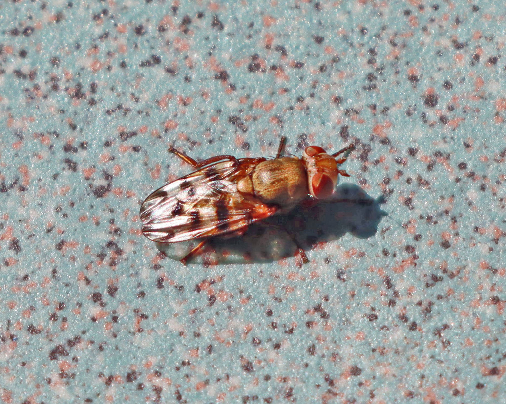 Narrow-Banded Picture-Winged Fly from Flowing Wells, Tucson, AZ, USA on ...
