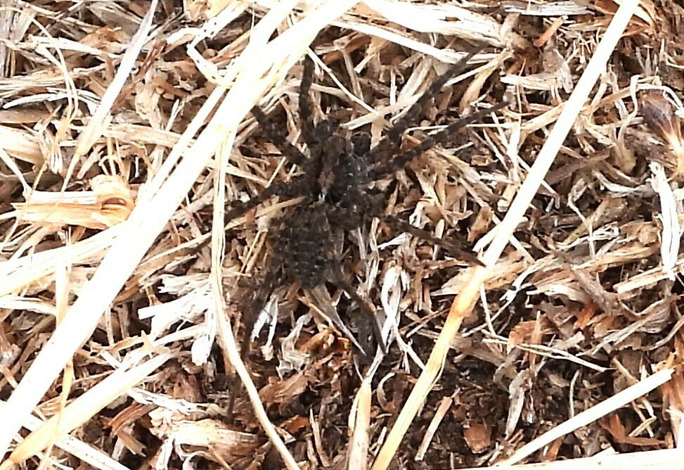 Thin-legged Wolf Spiders from Yakima County, WA, USA on November 2 ...