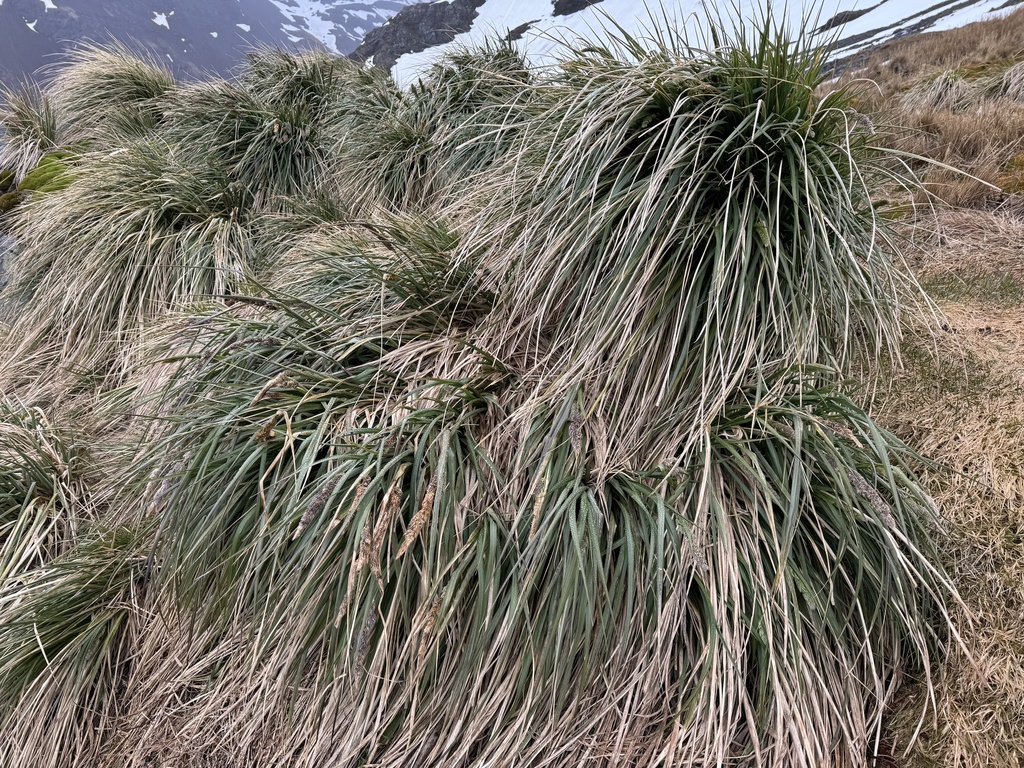 Tussac-grass from South Georgia and the South Sandwich Islands on ...