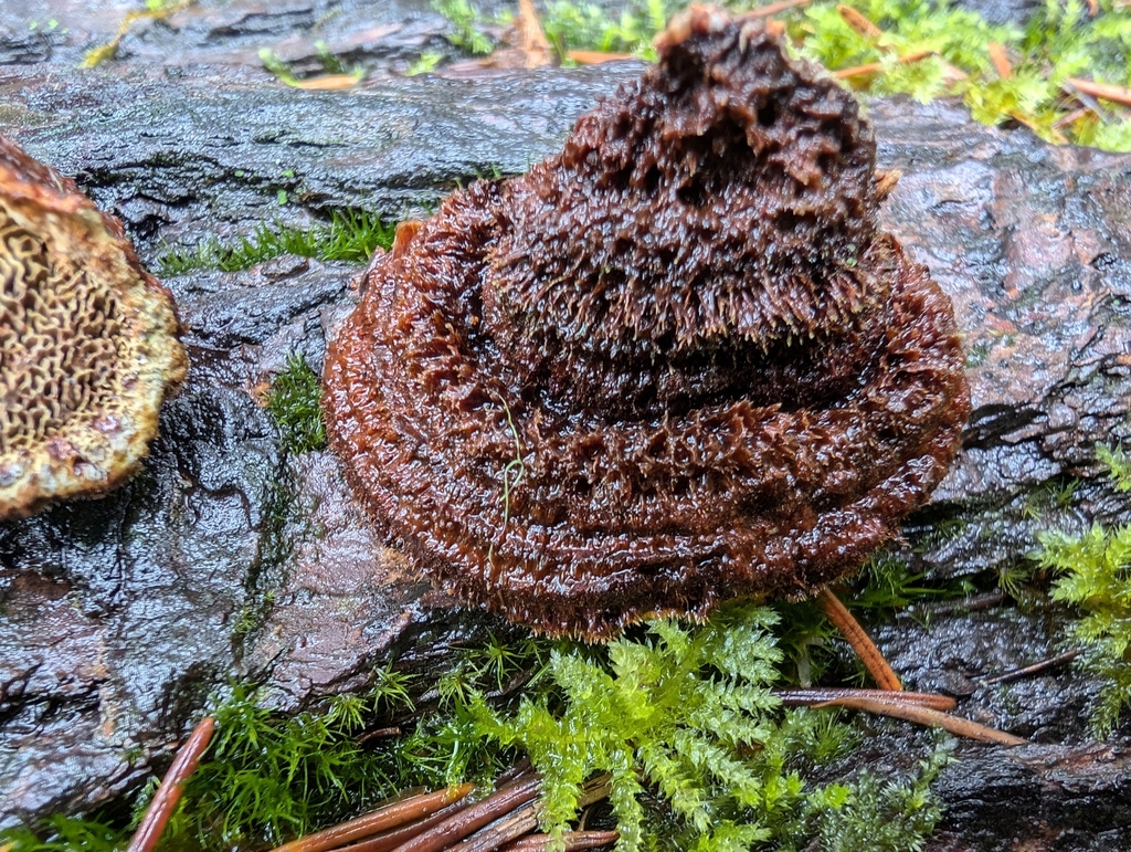 Porodaedalea gilbertsonii from Randle, WA 98377, USA on November 2 ...