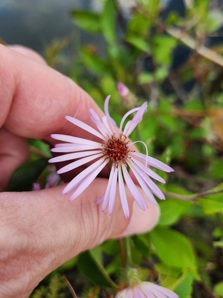Climbing Aster from Miami-Dade County, FL, USA on October 31, 2024 at ...