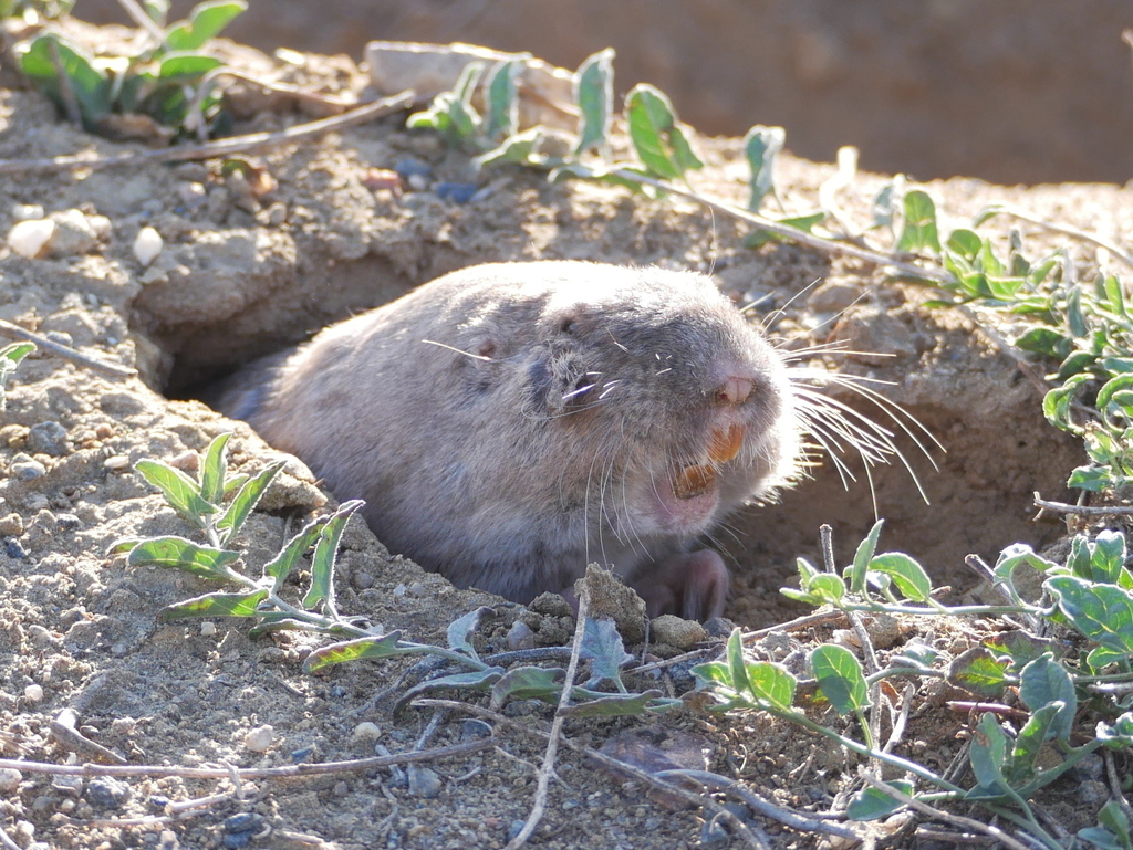 Northern Pocket Gopher from Boulder County, CO, USA on November 2, 2024 ...