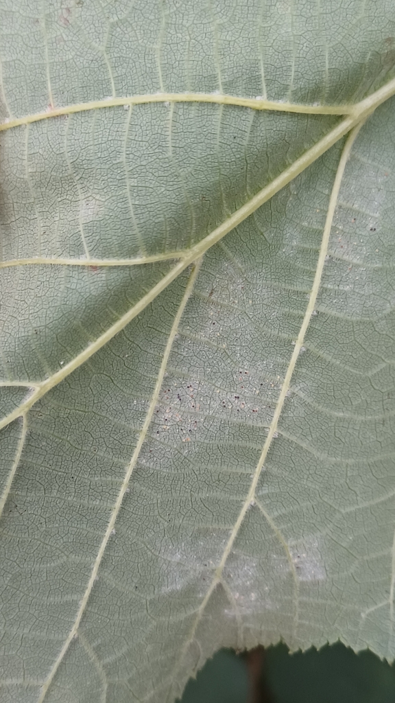 Phyllactinia guttata from National Trust - Beningbrough Hall, Gallery ...