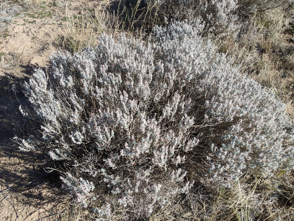 Winterfat from Huerfano, Colorado, United States on November 2, 2024 at ...