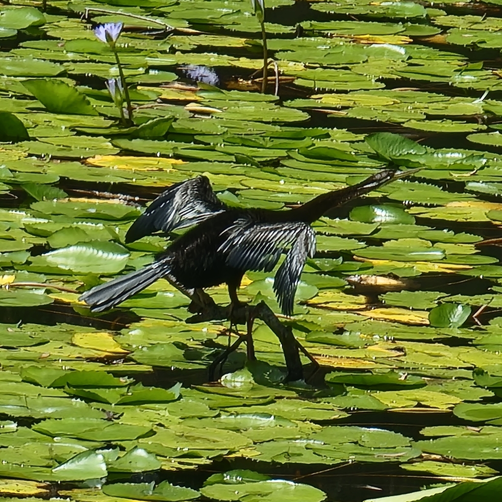 Australasian Darter from Bogangar NSW 2488, Australia on November 3 ...