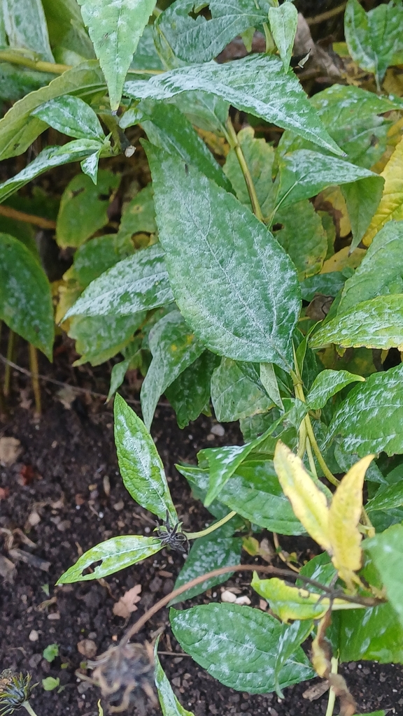 Golovinomyces latisporus from National Trust - Beningbrough Hall ...