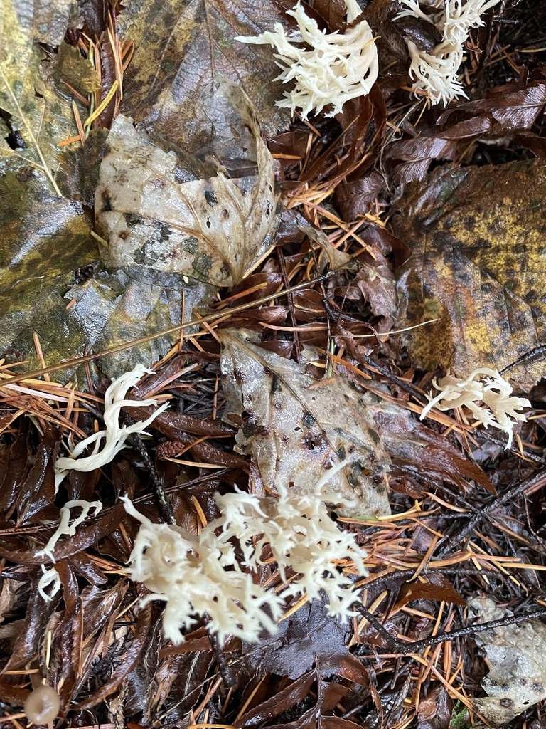 Something from Silverbrook Rd, Randle, WA, US on November 2, 2024 at 02 ...