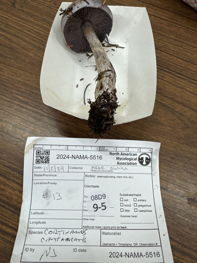 Cortinarius putorius from Cispus Job Corps Consrv Center, Randle, WA ...