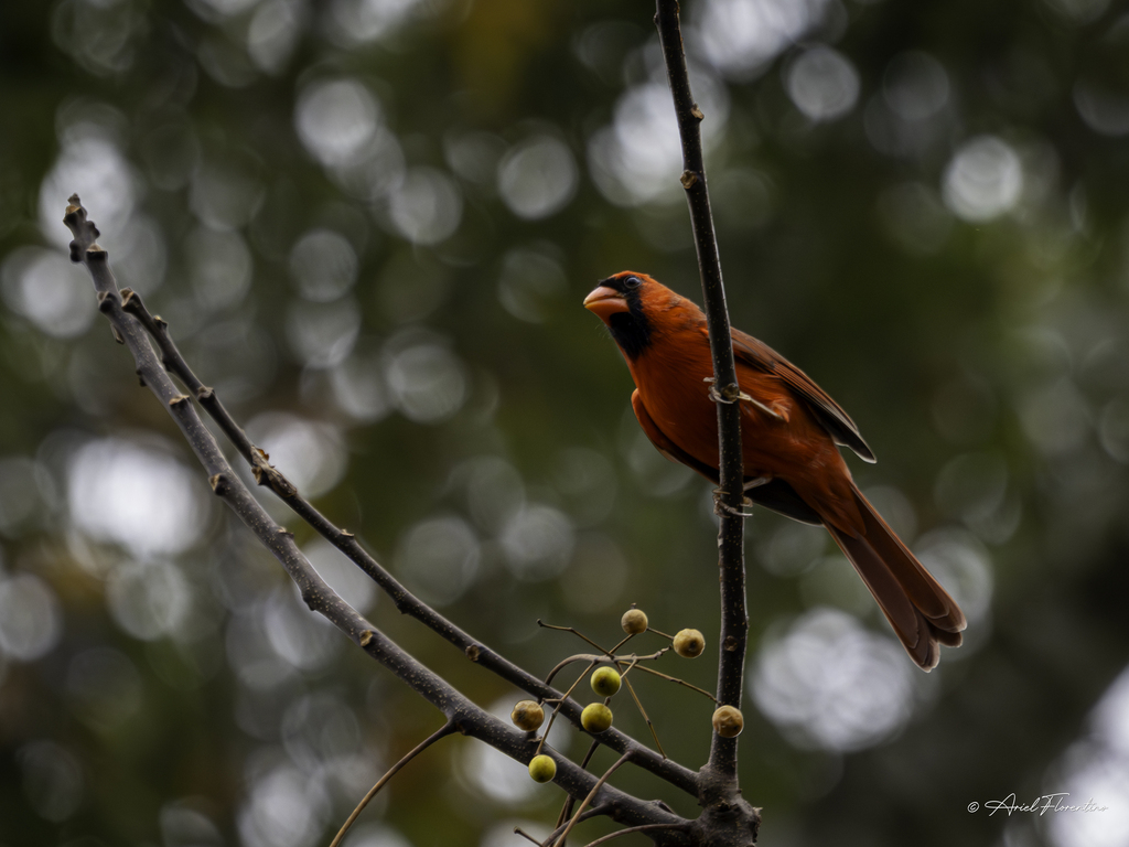 Northern Cardinal from Wells, TX, USA on November 2, 2024 at 10:11 AM ...