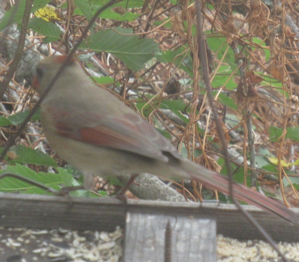 Northern Cardinal from 5365 CR 326, Lexington, Lee Co, TX, USA on ...