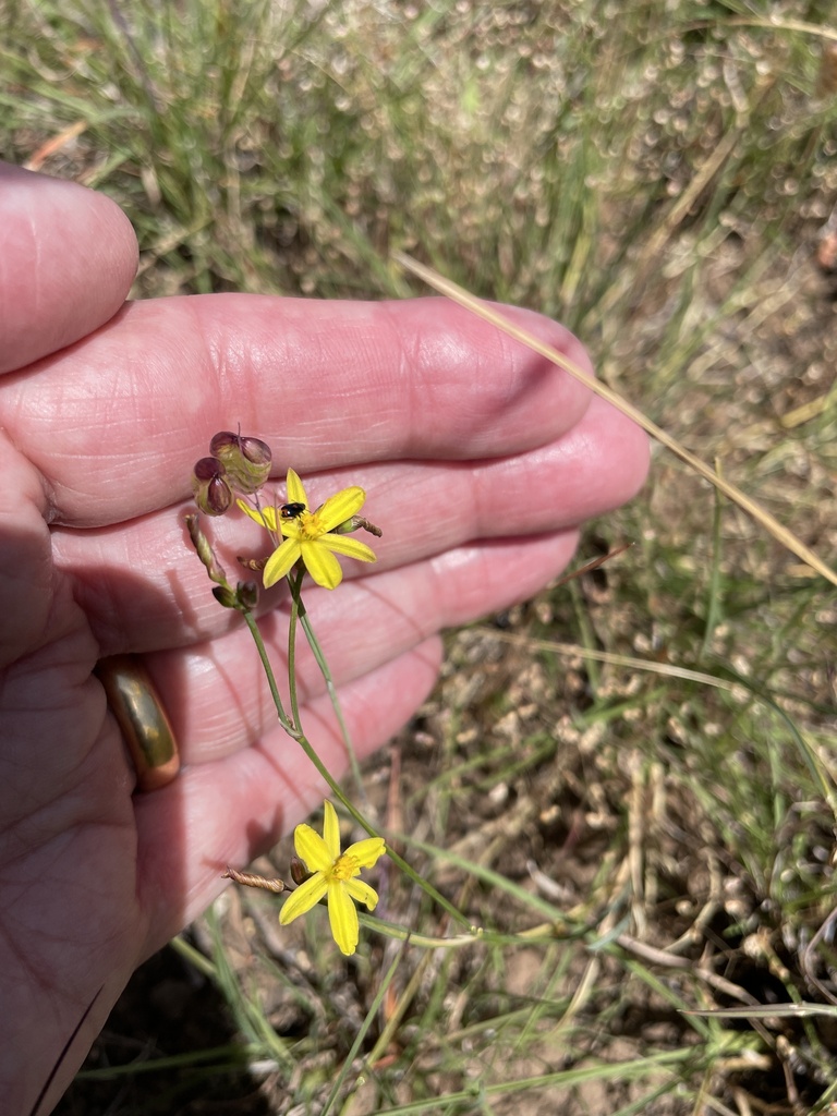 yellow rush-lily from Broula Ct, Taylors Lakes, VIC, AU on November 3 ...