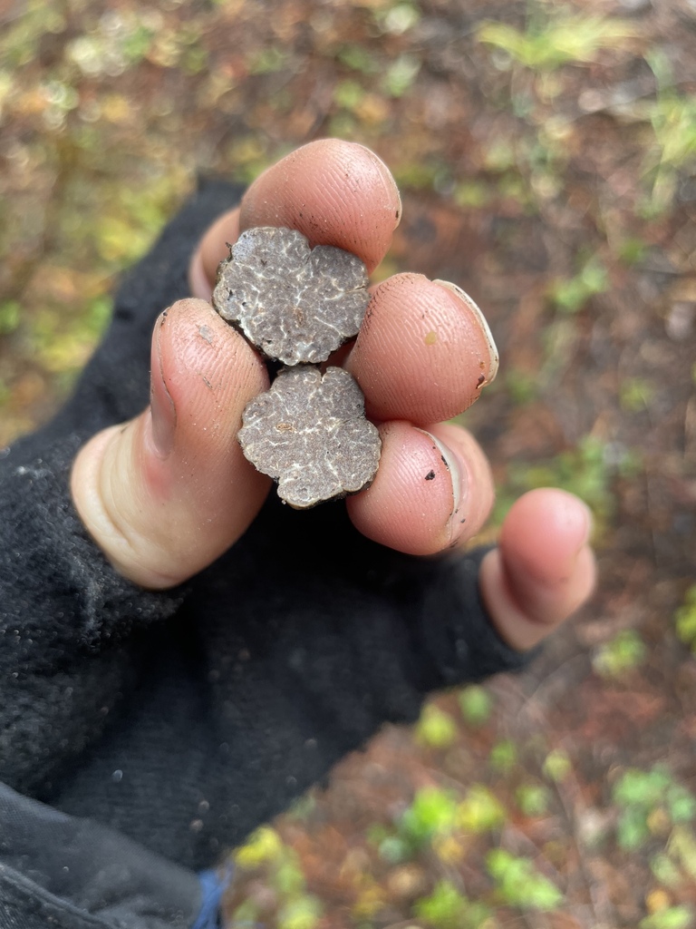 Truffles from Carson, WA, US on November 2, 2024 at 11:06 AM by ...