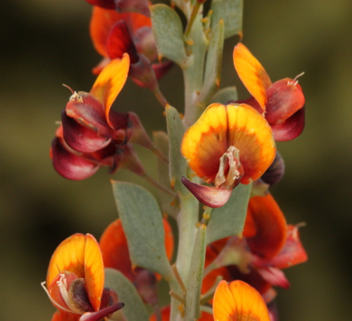 Geraldton Hills - IBRA subregion GES01 Check List · iNaturalist United ...