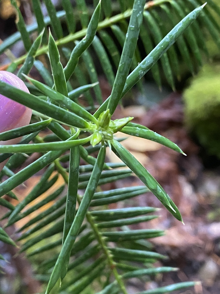 California torreya from Kolar Rd, Forest Ranch, CA, US on November 02 ...