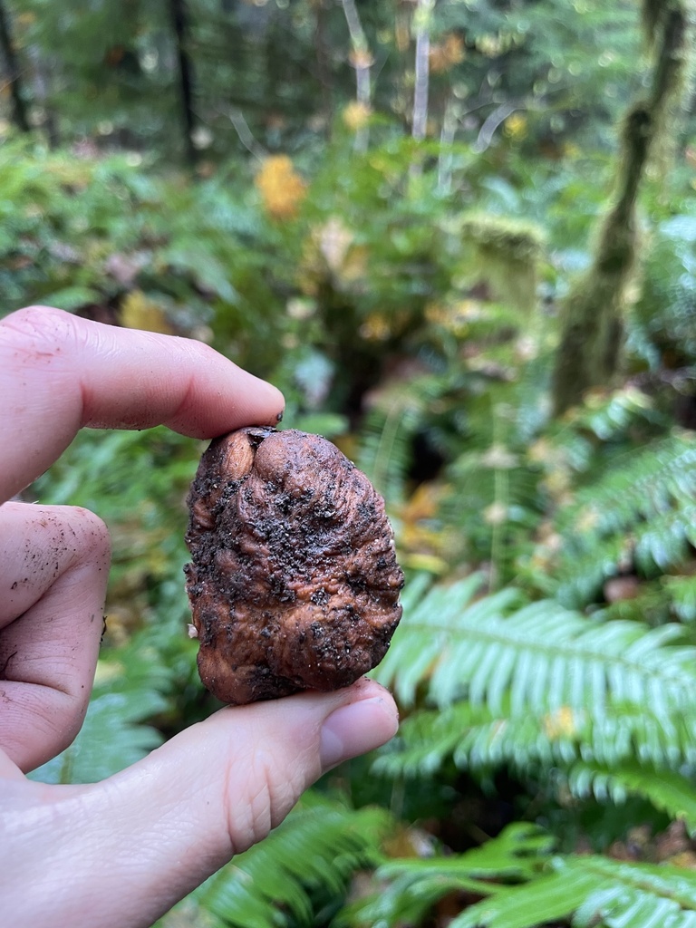 Tuber luomae from Cispus Rd, Randle, WA, US on November 2, 2024 at 02: ...