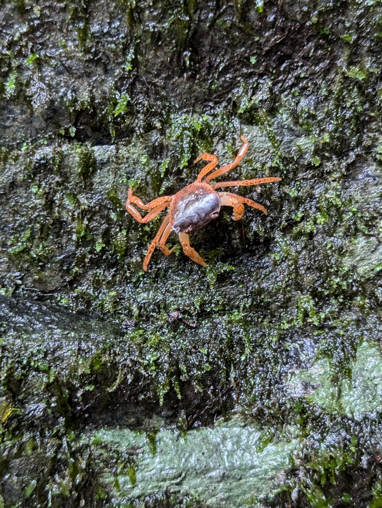 Japanese Freshwater Crab from 1041 Sasaguri, Kasuya District, Fukuoka ...