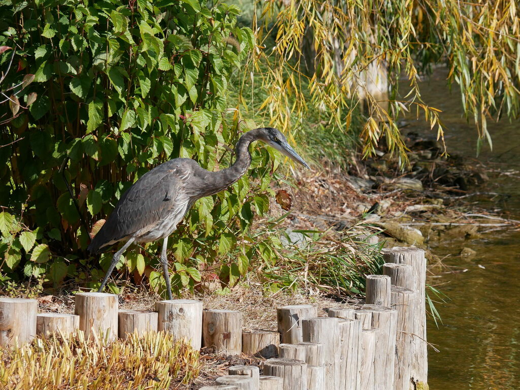Great Blue Heron from Chicago Botanic Garden, Cook County, IL, USA on ...