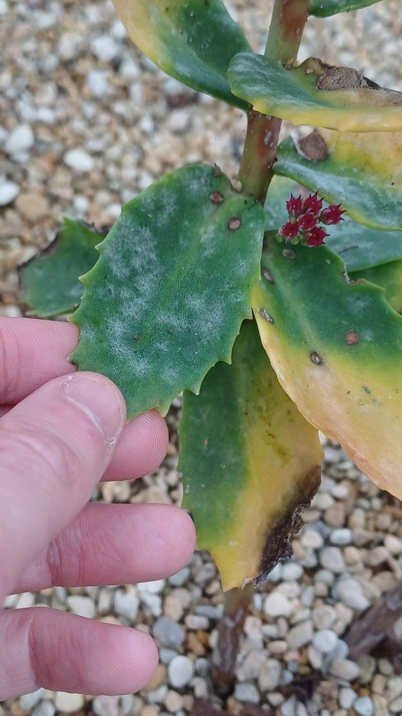 Erysiphe sedi from National Trust - Beningbrough Hall, Gallery and ...