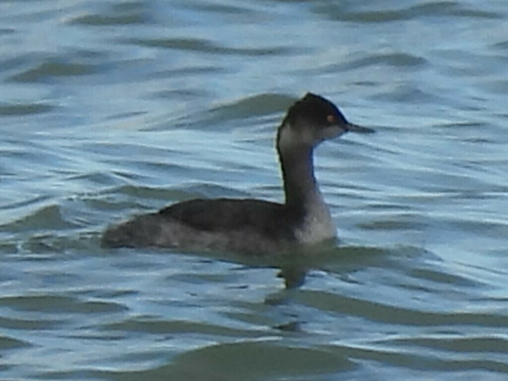 Eared Grebe from Lambton County, ON, Canada on November 2, 2024 at 11: ...