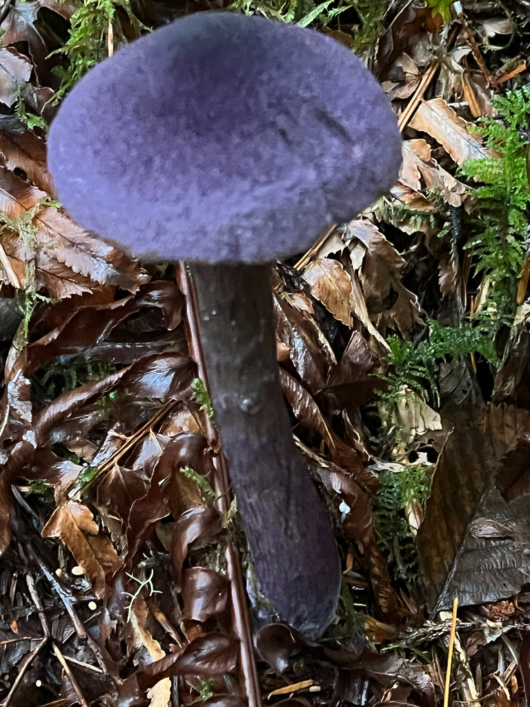 violet webcap from Randle, WA, US on October 31, 2024 at 04:10 PM by ...