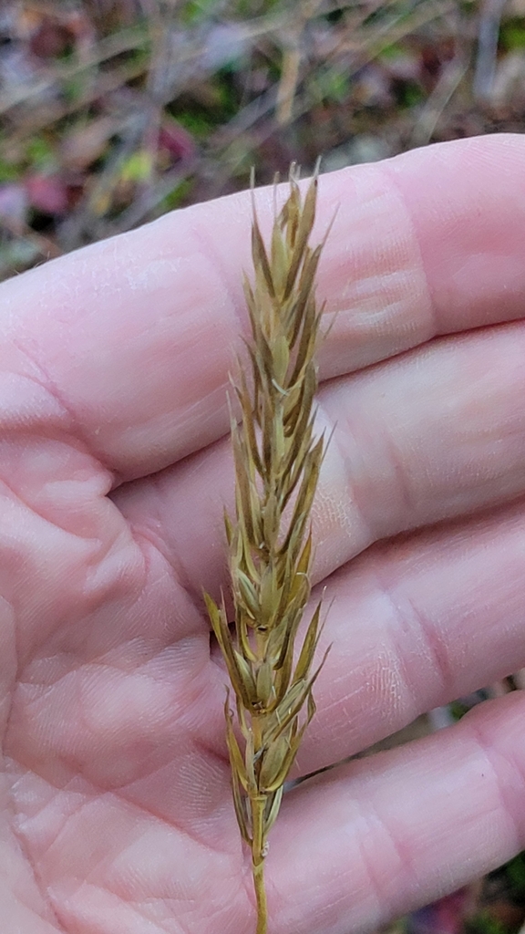 Virginia wildrye from Au Train, MI 49806, USA on November 2, 2024 at 05 ...